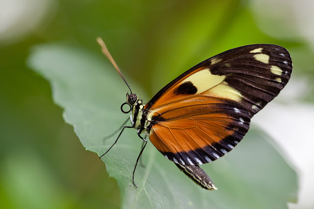 phils photographic adventures: Chester Zoo Butterflies july 2012