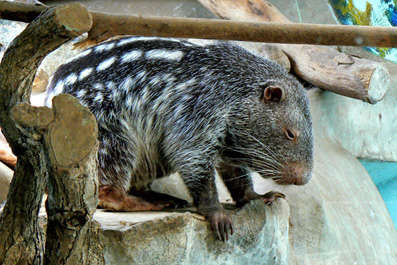 Turismo y Cultura Amazónica: Sierra Divisor complejo montañoso ubicado ...