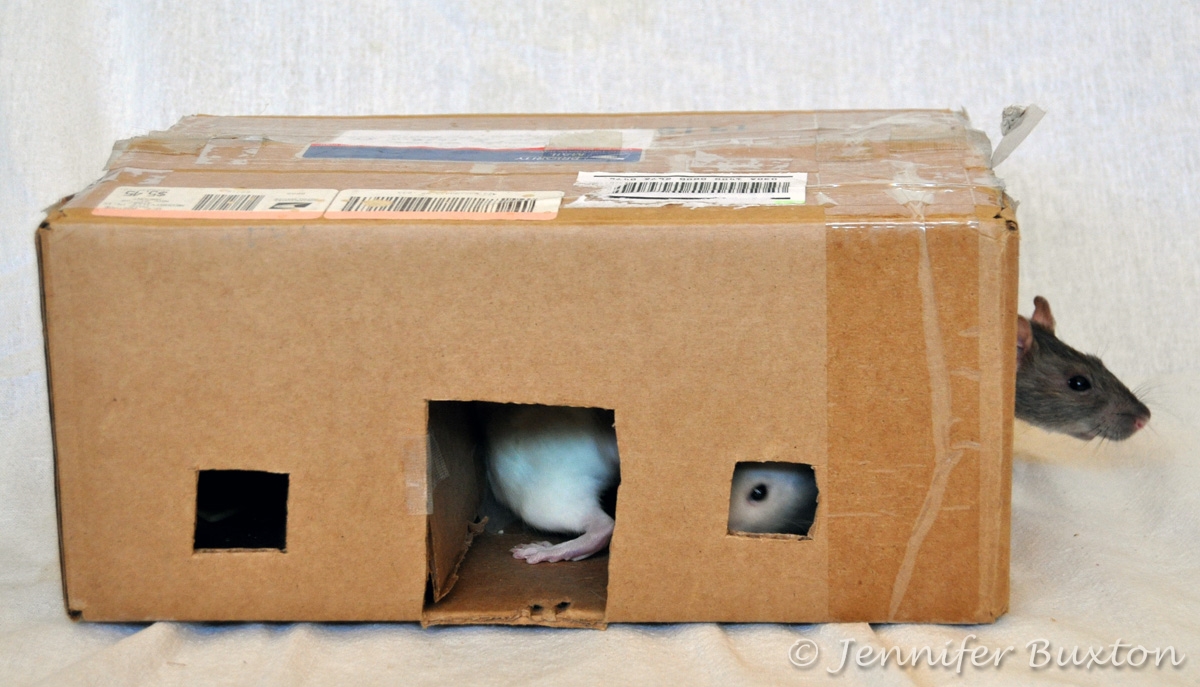 Jennifer's Photo Blog: Rat house