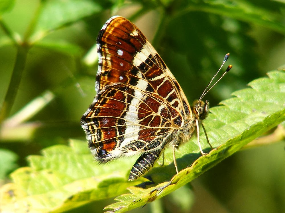Days on the Claise: Map Butterfly