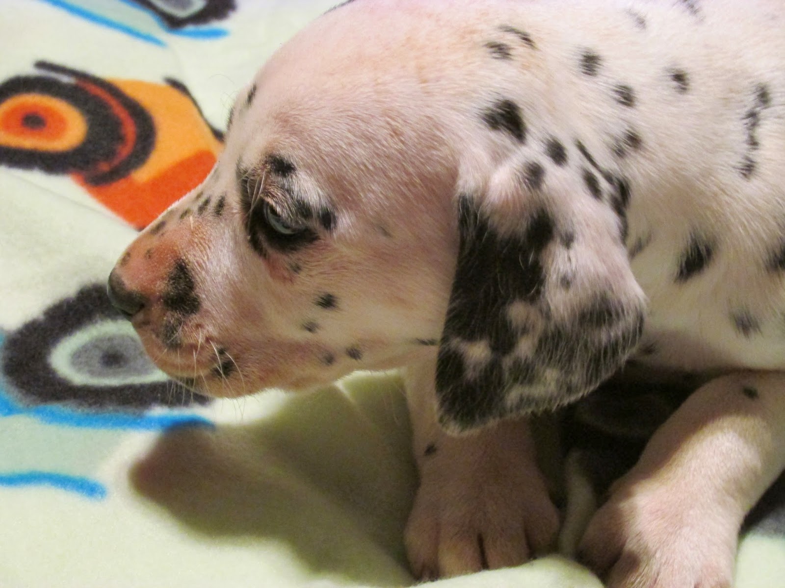 LRG Farm: Goats, Dalmatians, and Pugs.: Dalmatian puppies - Three are ...