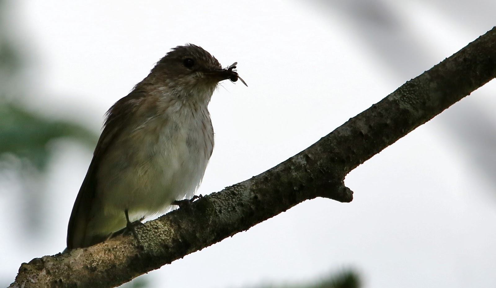 Nature photographer Svein R Johannessen : Våre sangere og fluesnappere ...