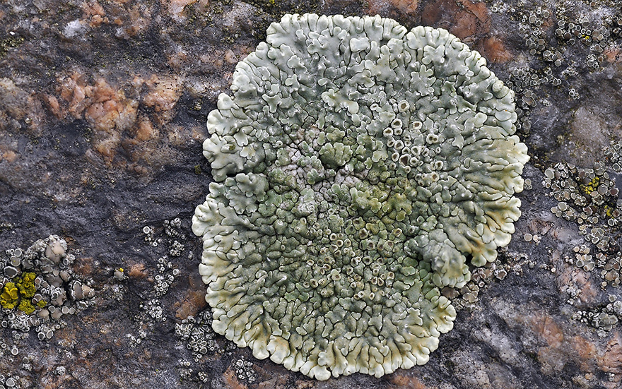 OBRAZY NATURY: misecznica murowa (Lecanora muralis)