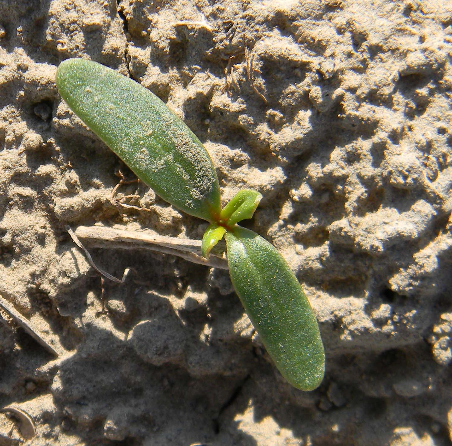 Owyhee Agriculture: Monocots