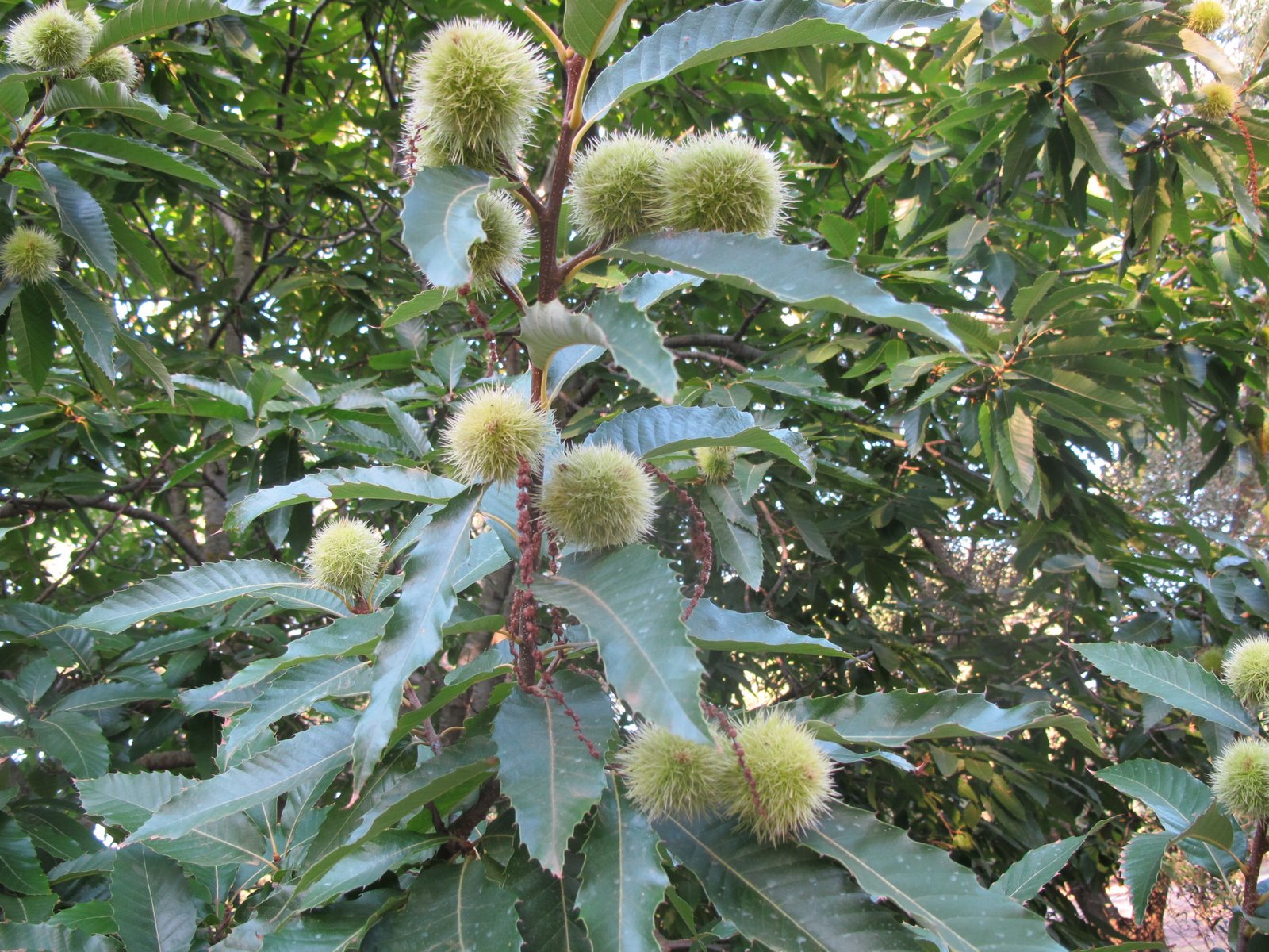 FLORA NEL SALENTO e.. anche altrove: Castanea sativa Mill. - Fagaceae ...