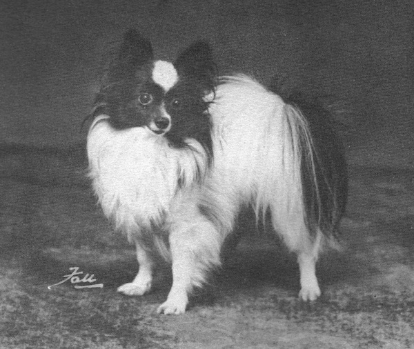 Road's End Papillons : Celebrate the Breed’s History in the U.S