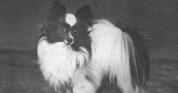 Road's End Papillons : Celebrate the Breed’s History in the U.S
