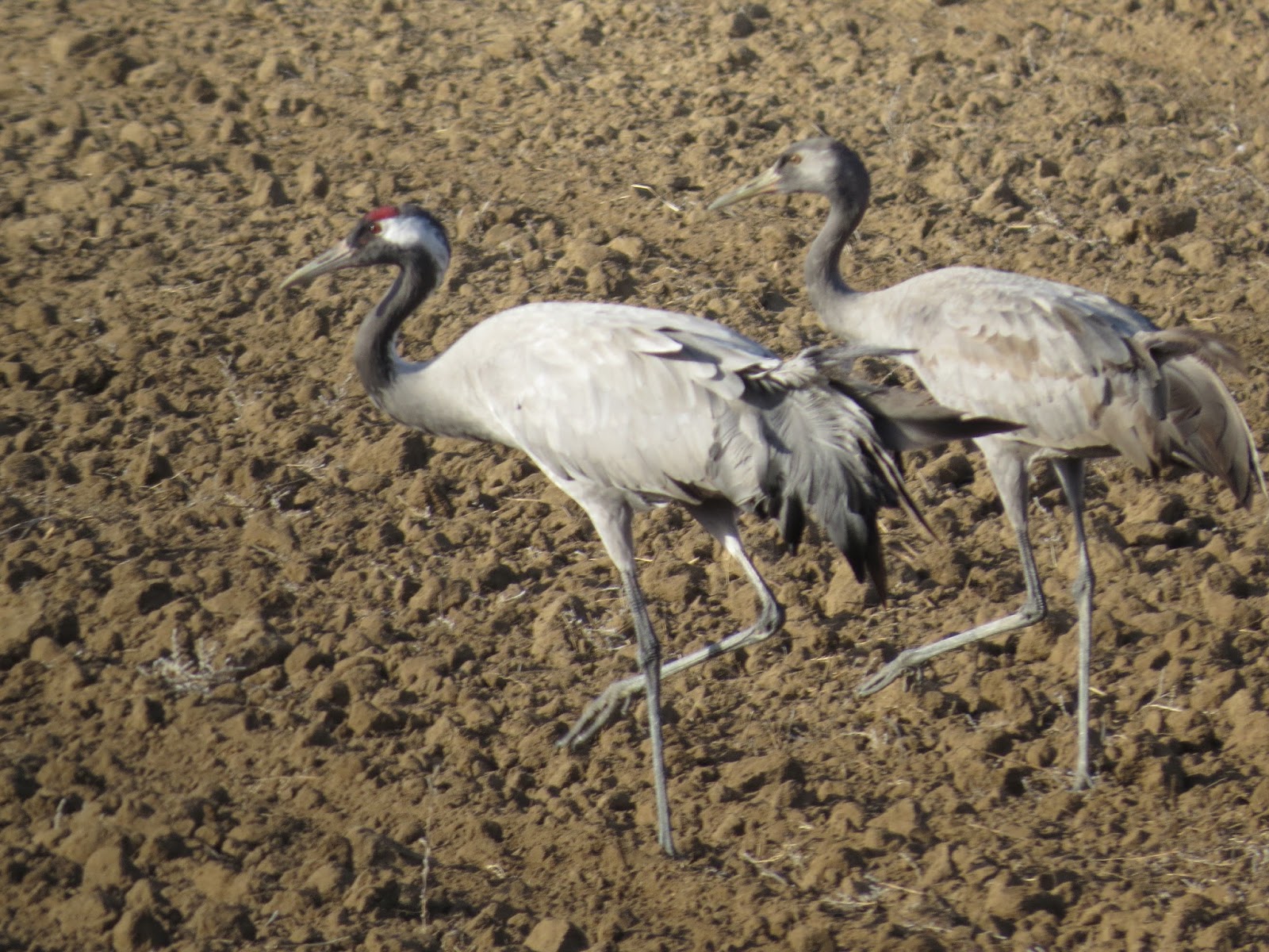 El Rincón De La Coruxa: -Grulla Común (Grus Grus)