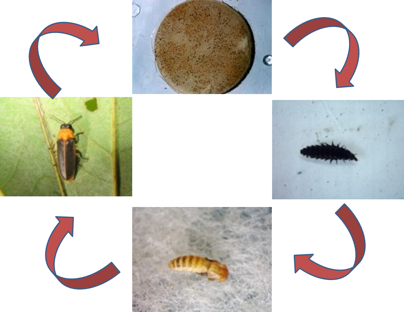 Firefly Life Cycle Diagram