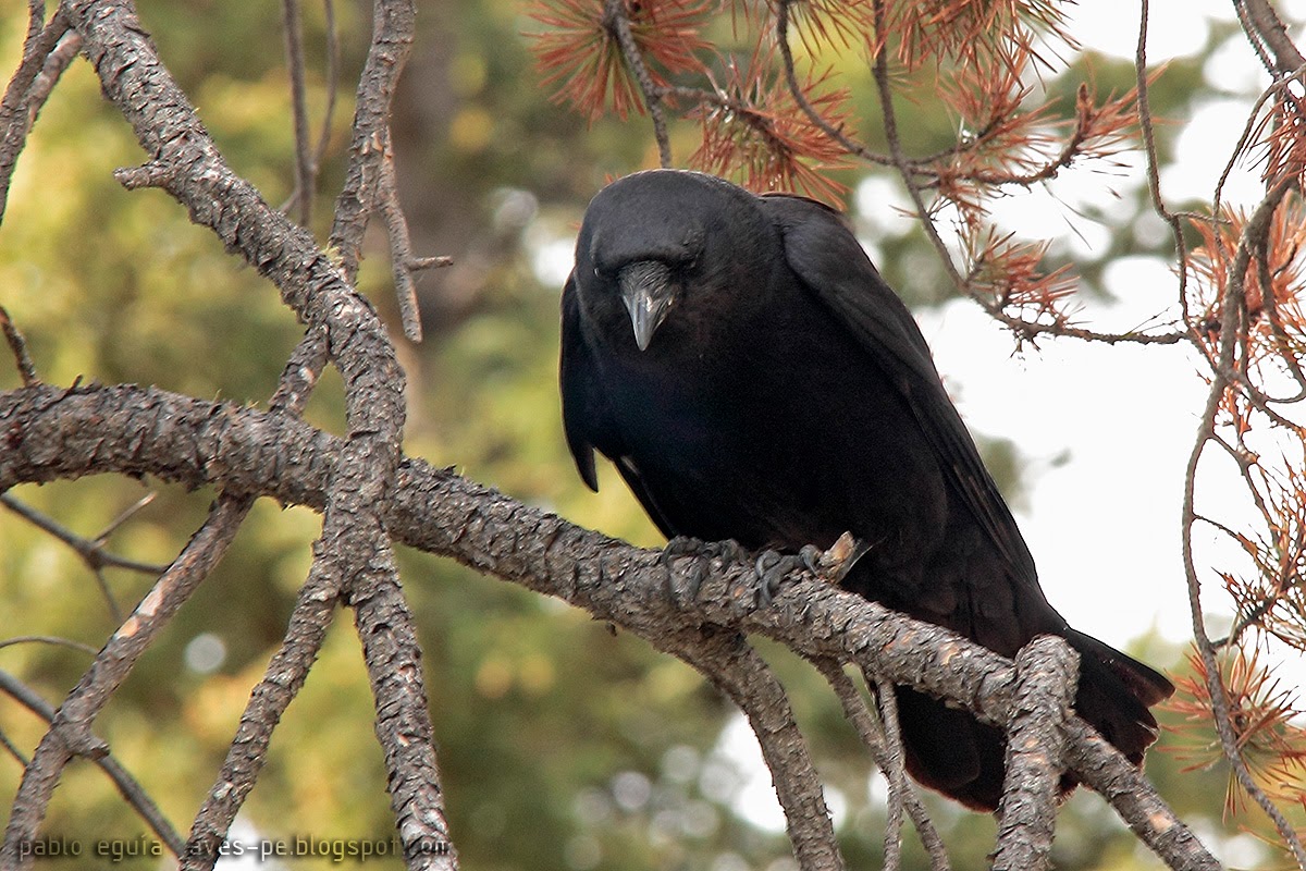 mis fotos de aves: Corvus brachyrhynchos Cuervo Americano American Crow