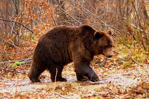 -Cebu-: Beruang dan jenis-jenisnya