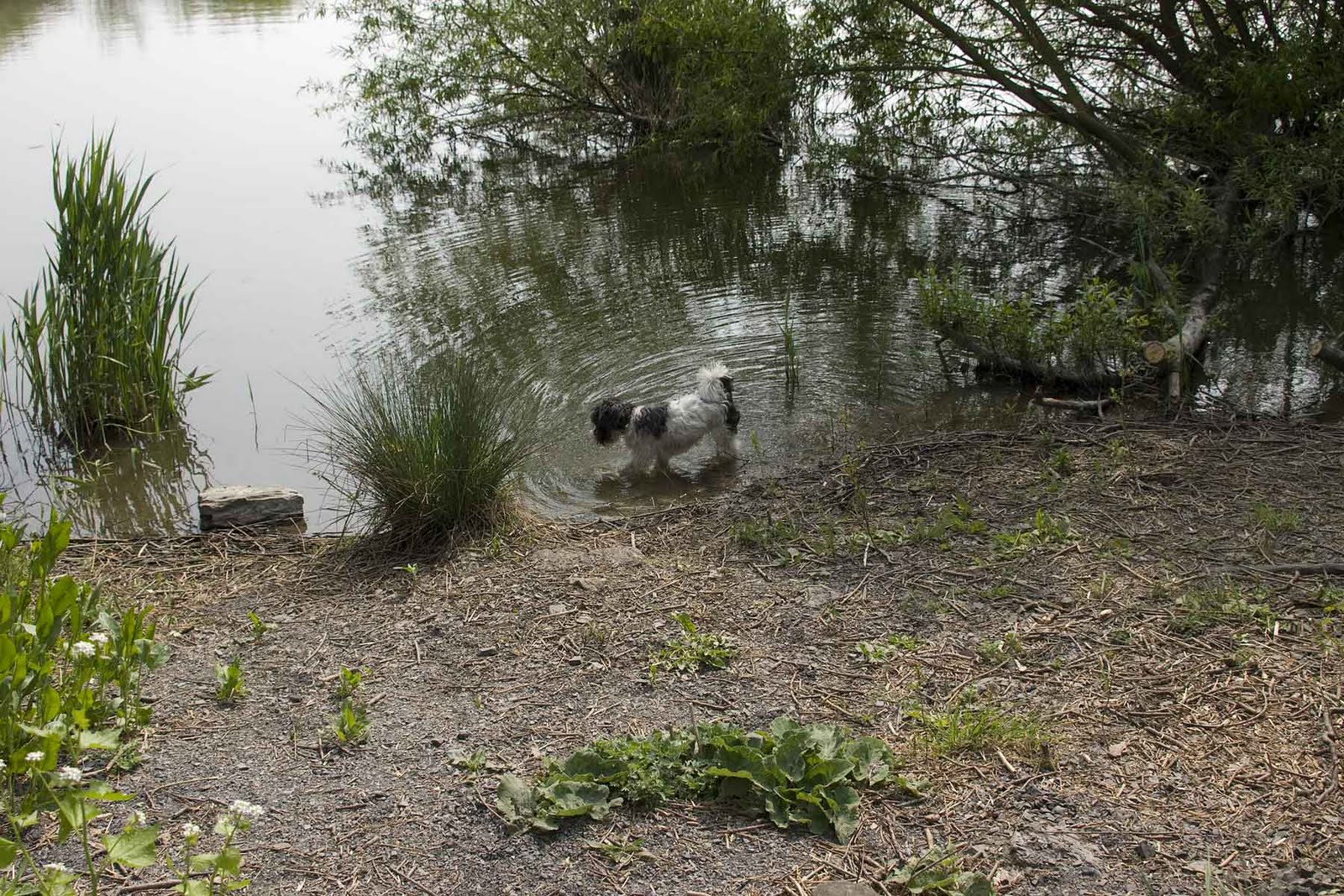Daisy's Diary: Blean Woods and Stodmarsh and making a noise in a bird hide!