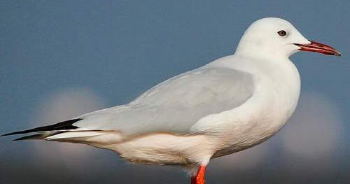 Slender-billed gull | Birds of India | Bird World