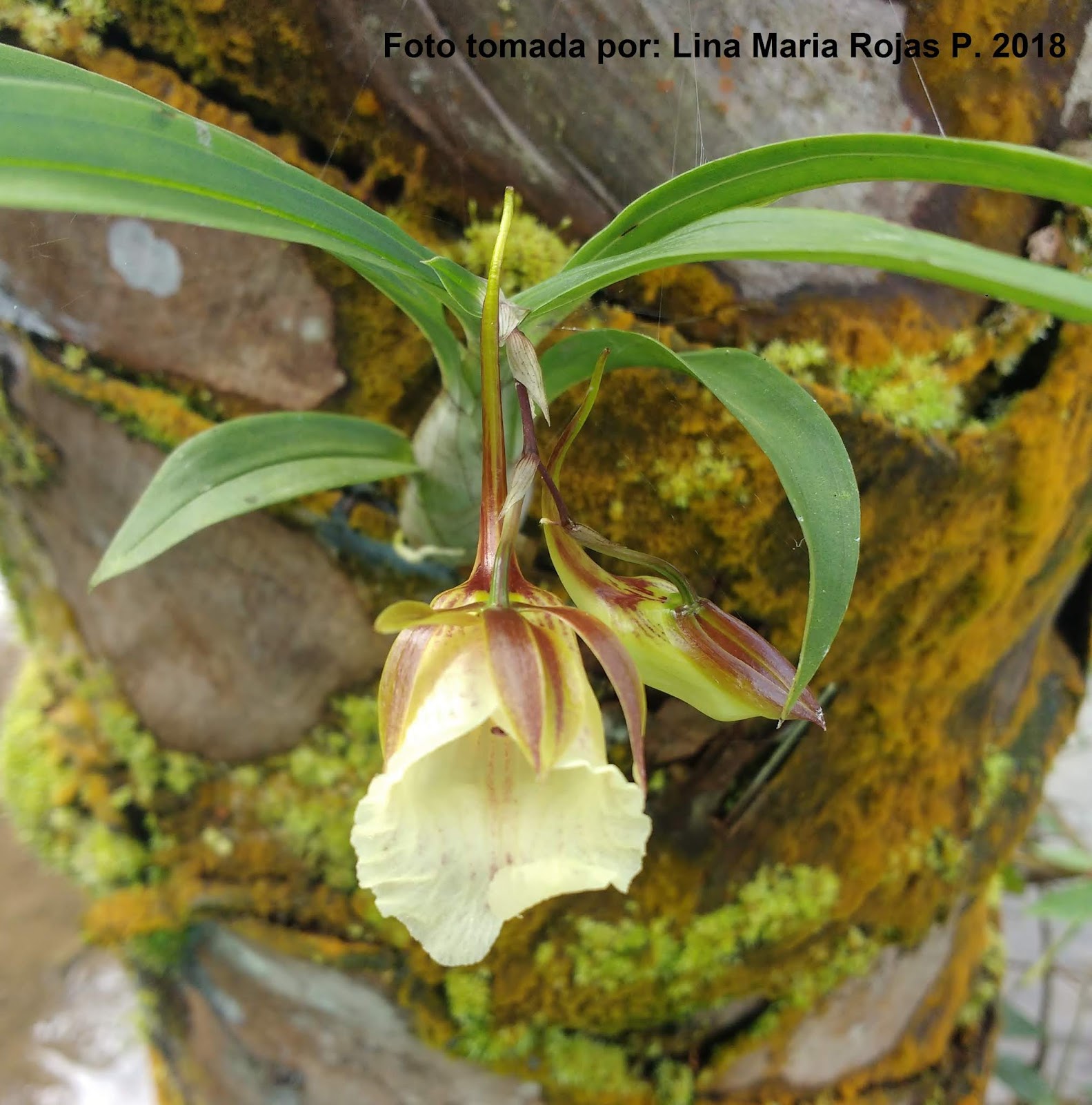 El Orquídeario: GALEANDRA CRISTATA