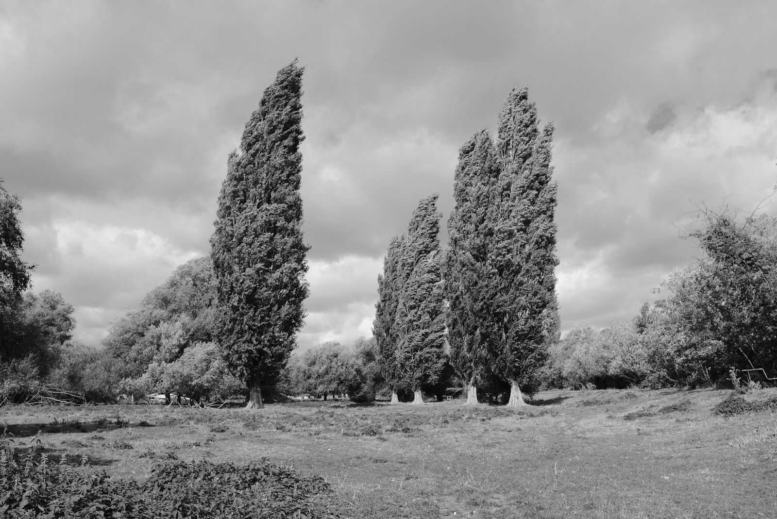 Some photos of an early autumn walk to Grantchester in the company of ...