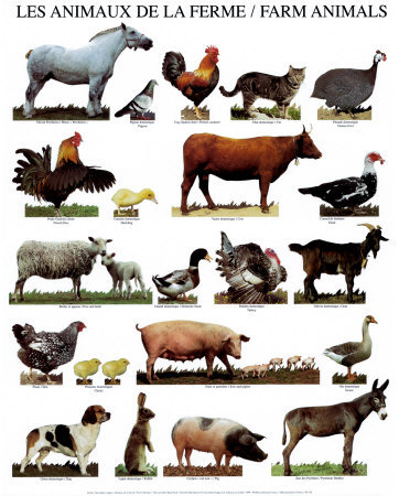 farm animals |Zoo Animals