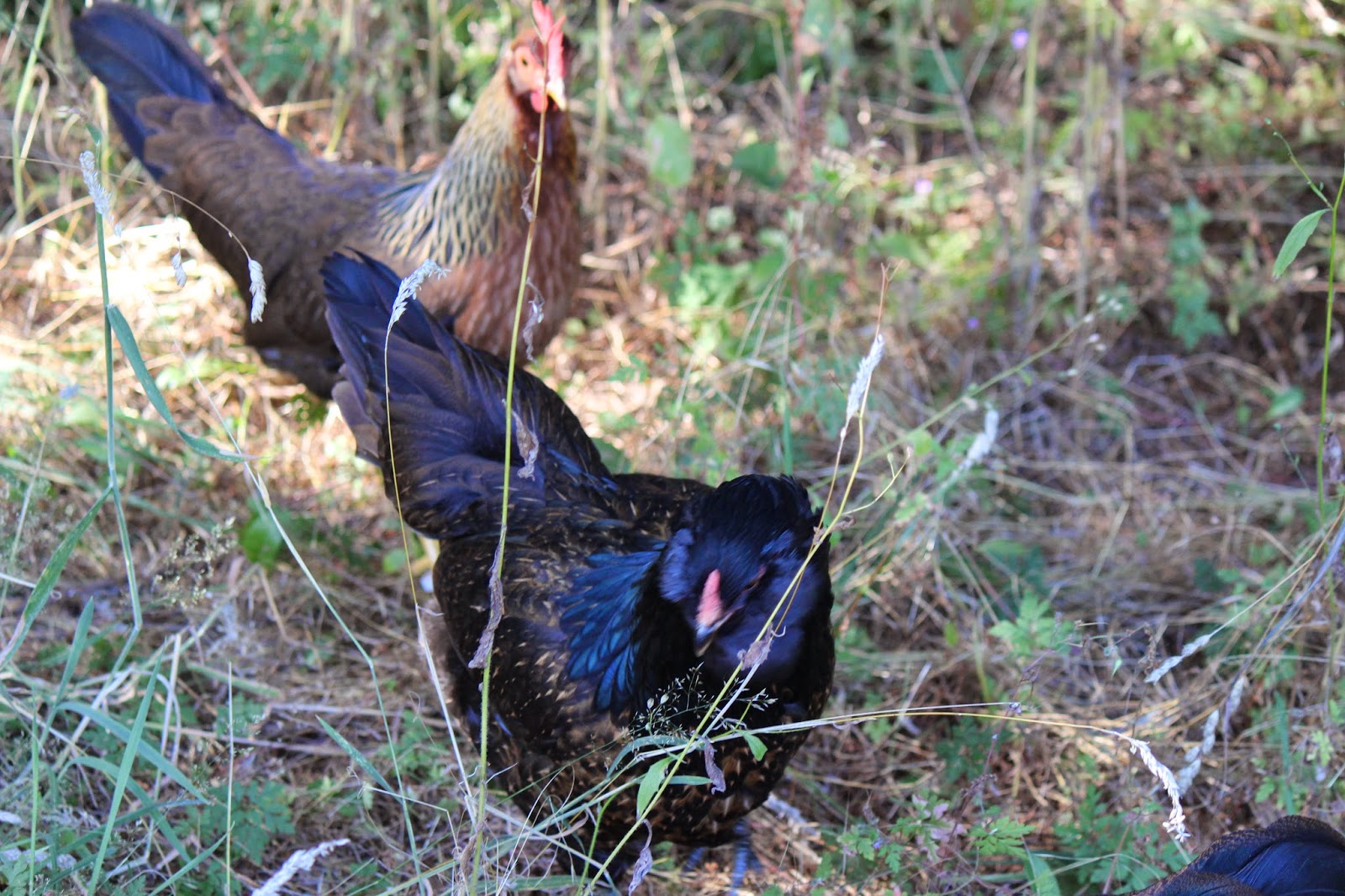 Raising Chickens: Spider's Progress