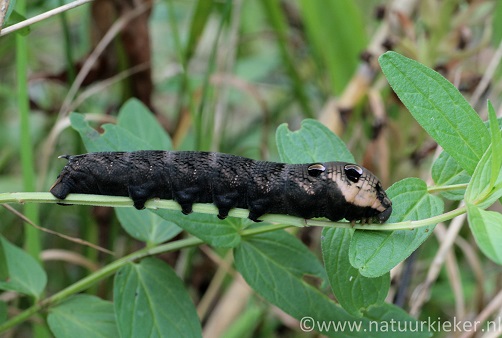 Rupsen en geen rupsen
