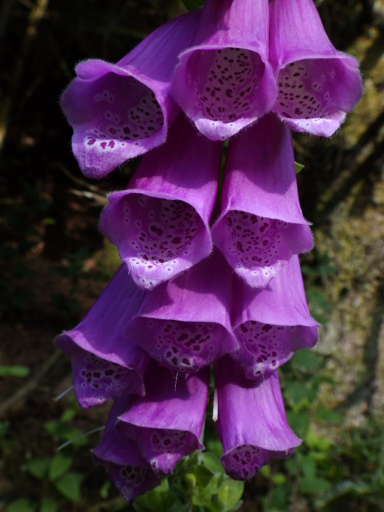 quatre saisons: été