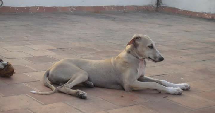 Kanni Dog Breed Information