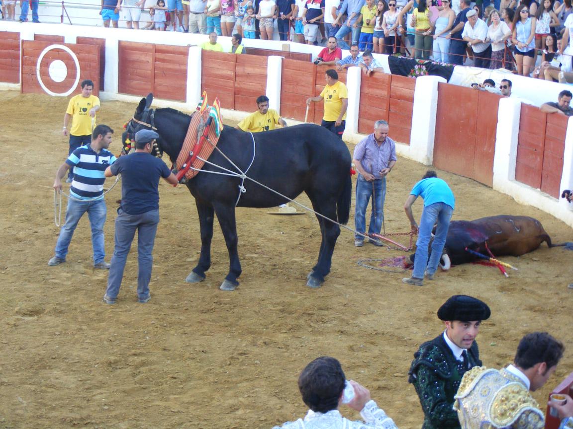 DE CATAFALCO Y ORO: MACARENA UNA SINGULAR MULA PERCHERONA