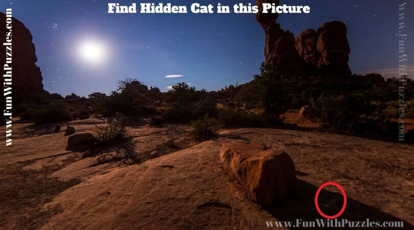Hidden Cat Picture Puzzle with an Answer