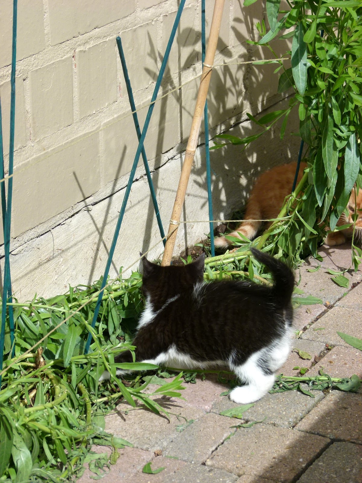 zsazsazsu: Demolition Brothers Ltd