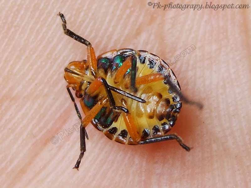 Rainbow Shield Bug | Nature, Cultural, and Travel Photography Blog