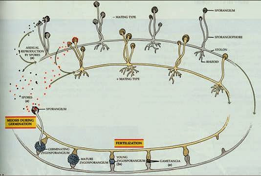 Knowledge Class: Asexual Reproduction in Rhizopus