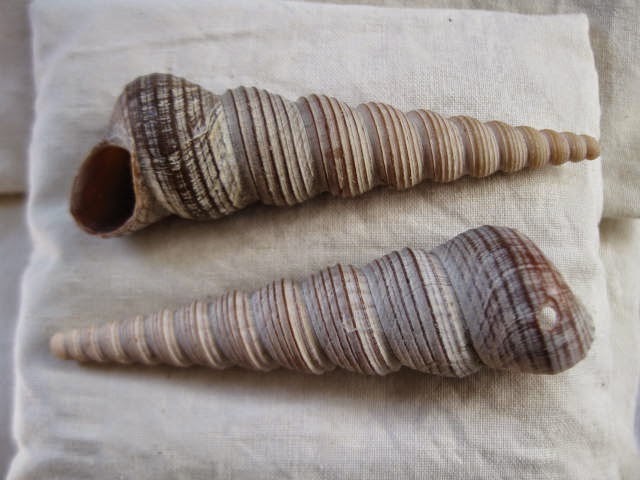 biomathcraft: How can we Knit a Tall Pointy Seashell?