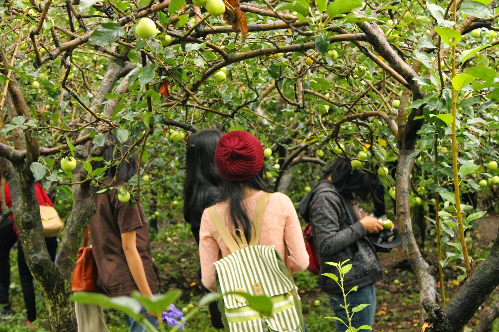 Travel picking fruit in Kusuma Agro, Batu, Malang - Nice One Indonesia