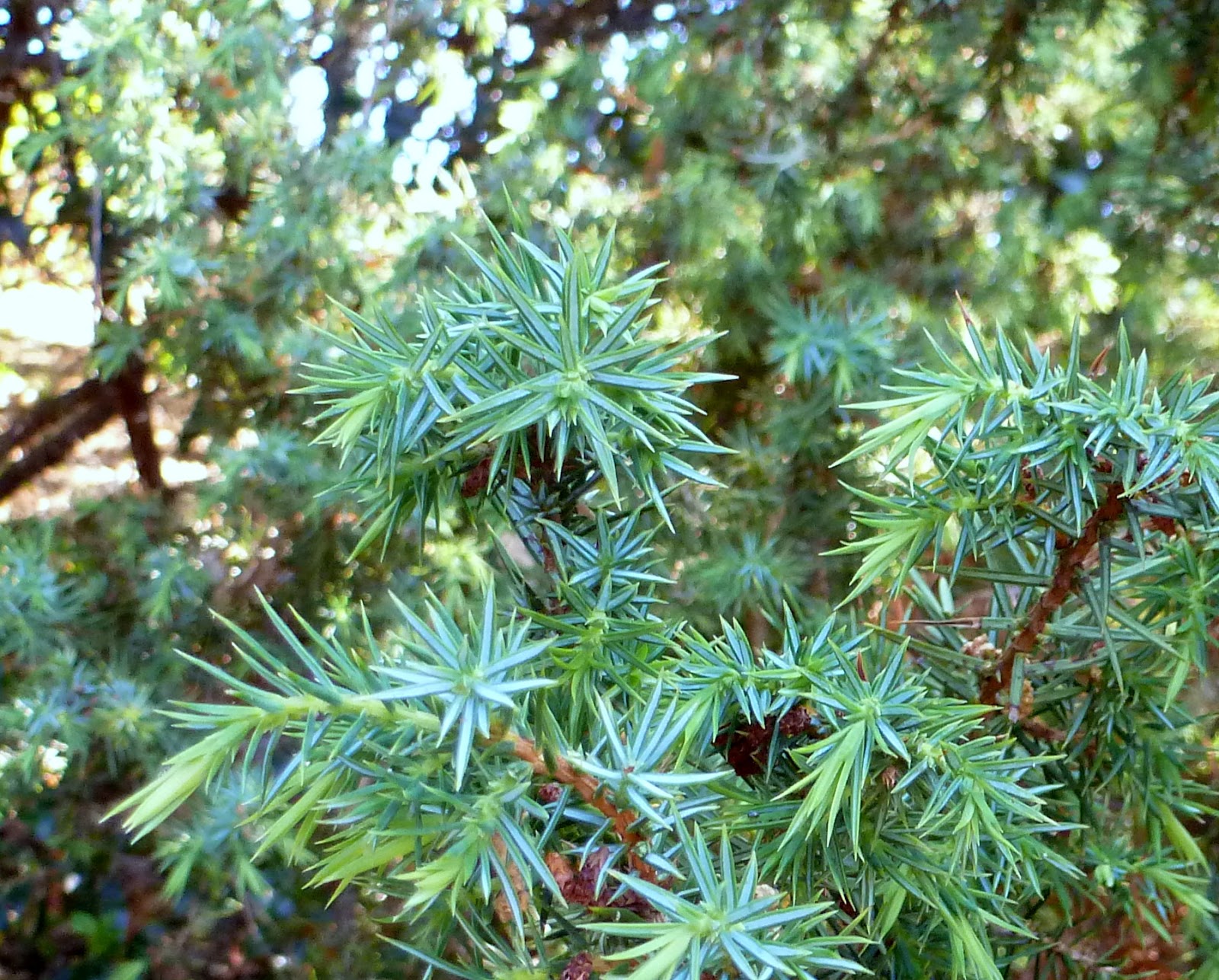 Árboles con alma: Enebro. Ginebre. (Juniperus comunis)