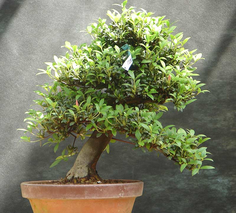 Walter Pall Bonsai Adventures: 30 Japanes trees for sale - German and ...