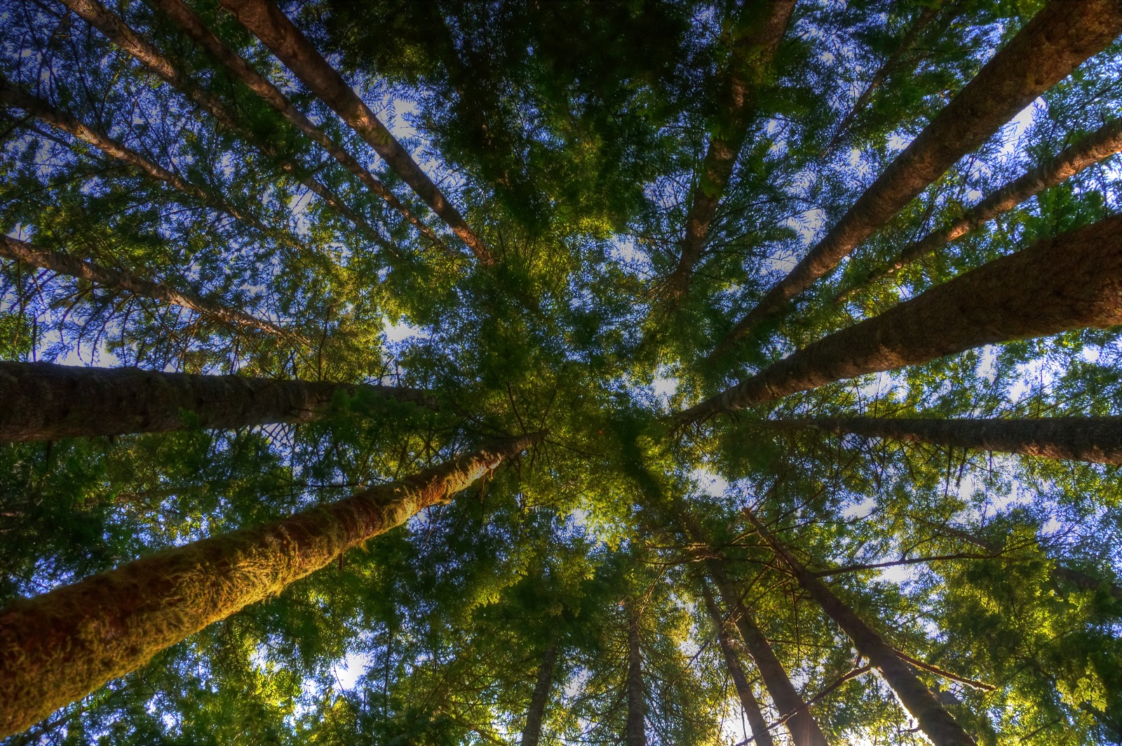 nature big nature small: tim's up tree