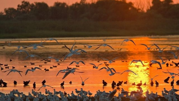 Din Delta Dunării: Farmecul Deltei (Partea 3)