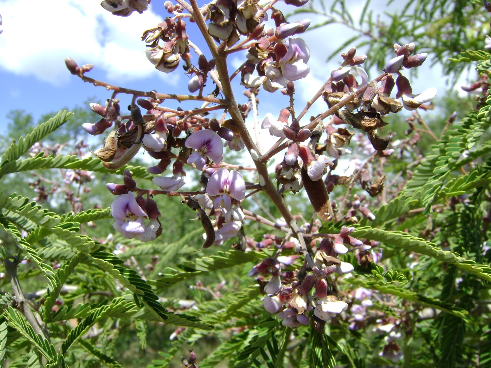 The Flowering plants (Leguminosae - Fabaceae): Machaerium