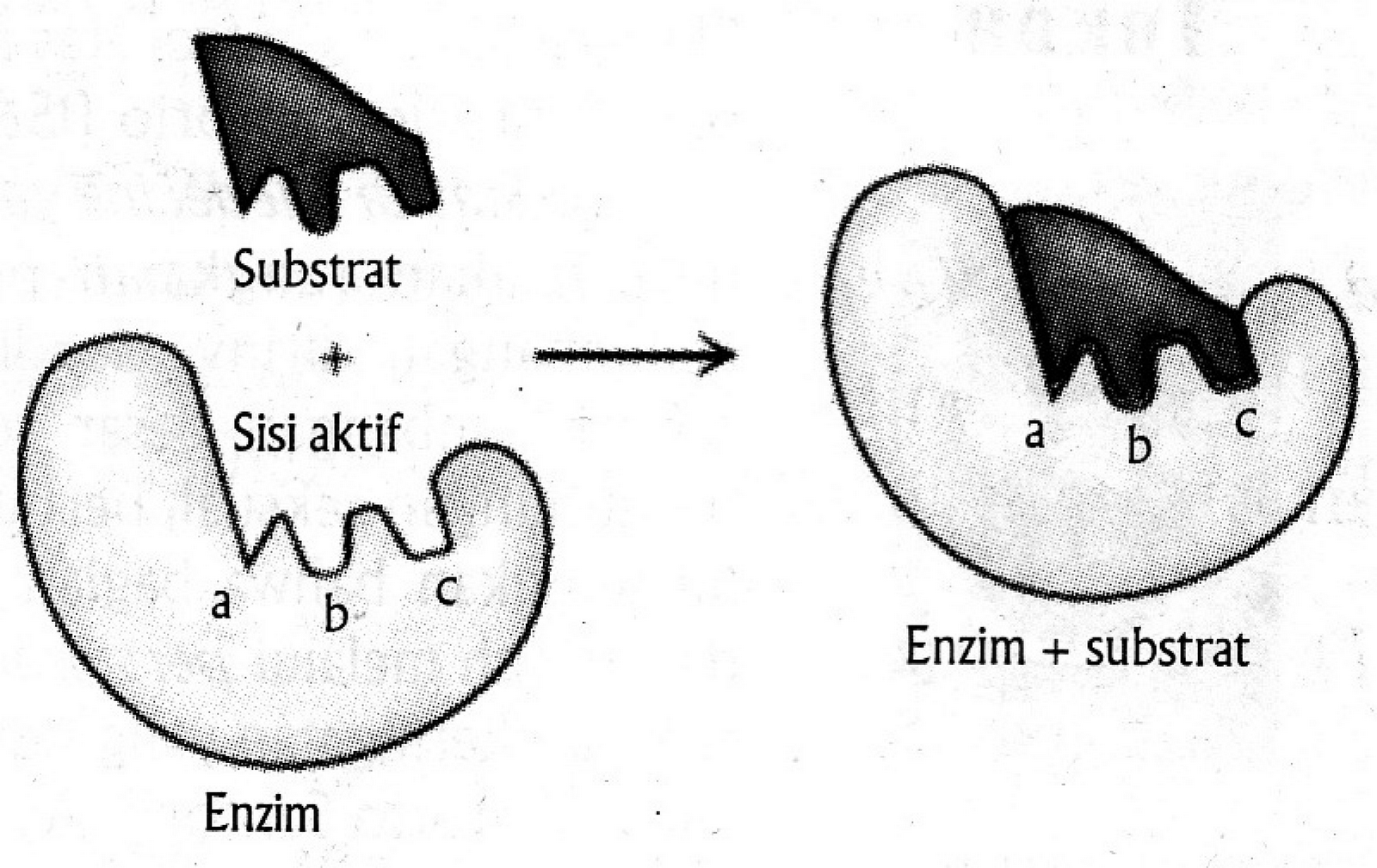 Metabolisme - Generasi Biologi