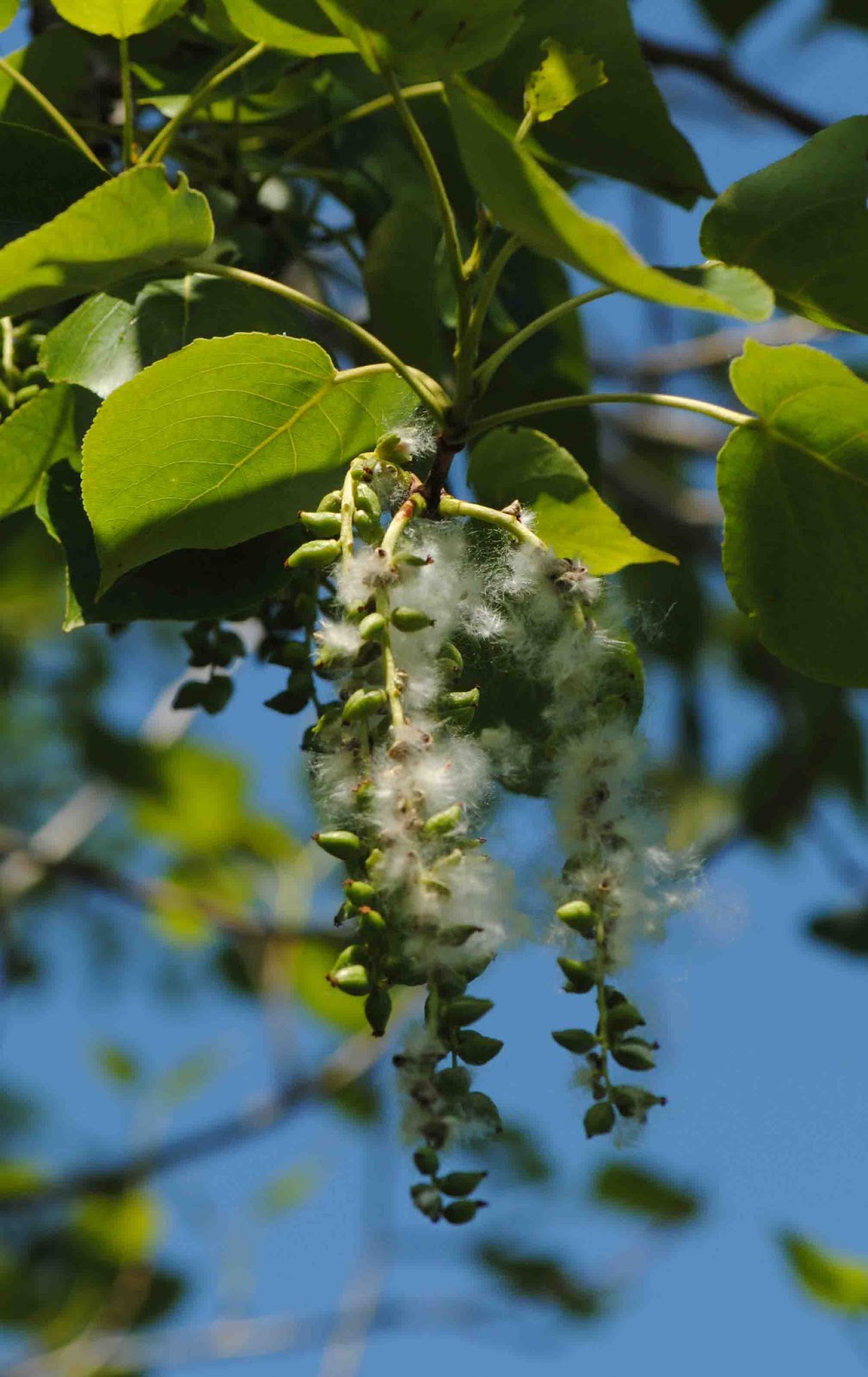 Seasons in the Valley + Furry Gnome's Adventures: Poplar Fluff