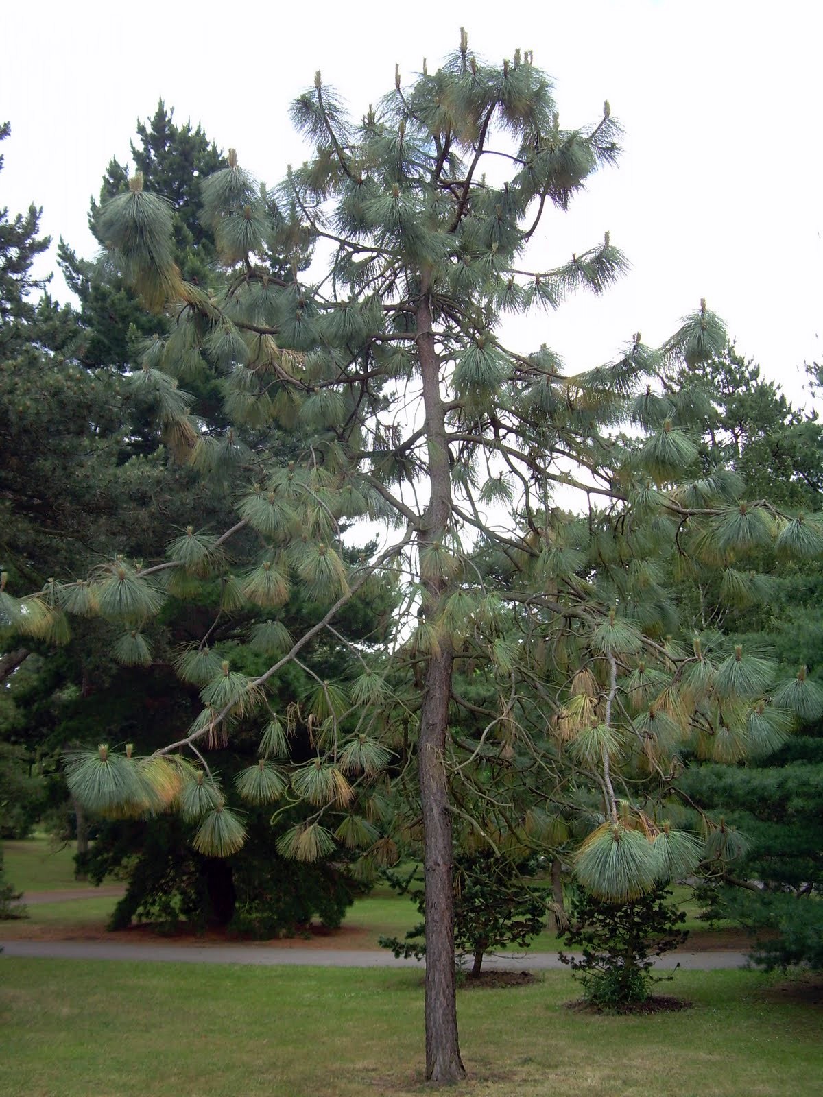 Taxonomia Plantae no Magnoliopsida: Phylum Tracheophyta Clase Pinopsida ...