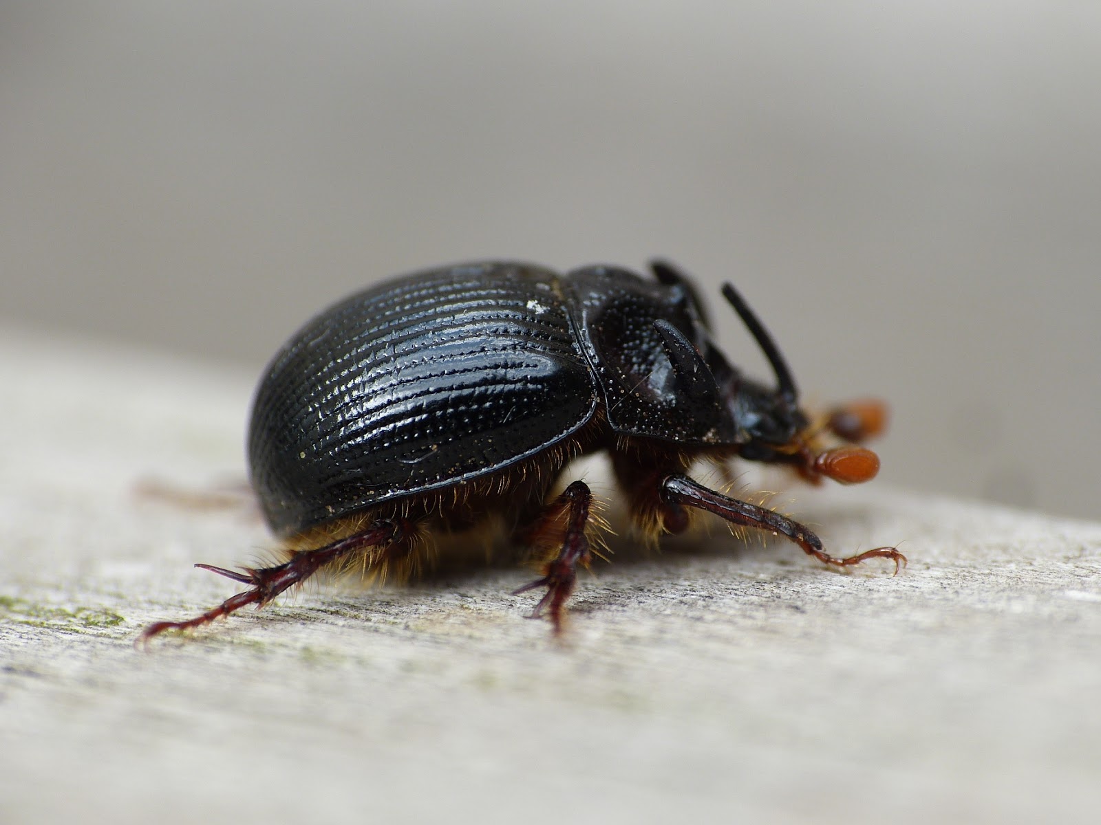 East Glamorgan Wildlife: An interesting beetle