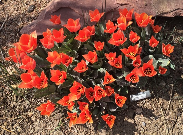 JeffCo Master Gardeners: Jefferson County Master Gardeners in Service ... JeffCo Master Gardeners: Jefferson County Master Gardeners in Service ...