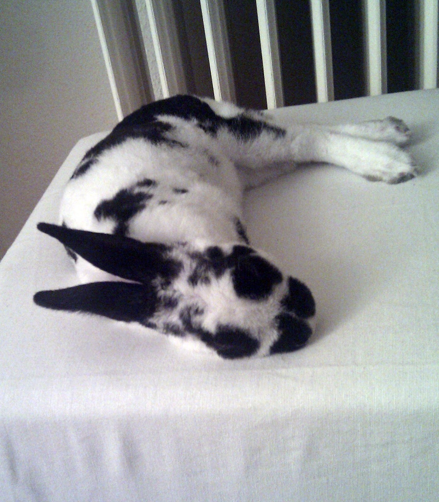 Ana en Madrid: Educación y comportamiento del conejo enano.