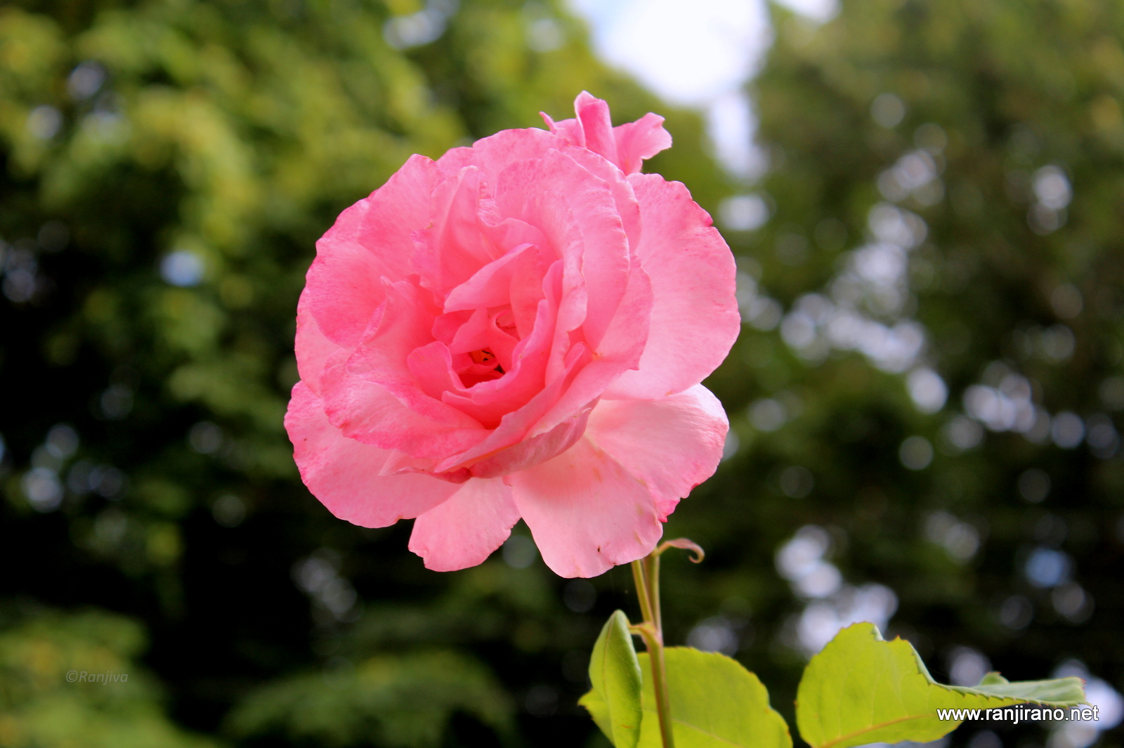 Des roses éclatantes et un poète [Rainer Maria Rilke]... | Paysages et ...