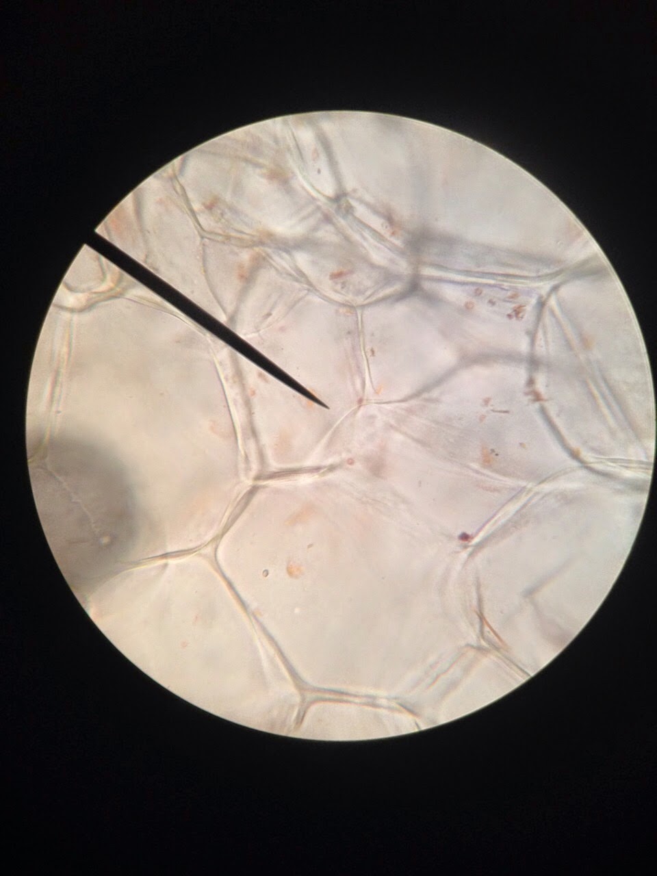Science-lab: L:19 Observation of starch granules, micro-organism