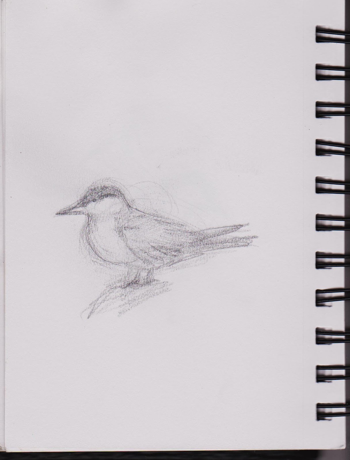 Drawn to Birds: Maine Seabird Sketches