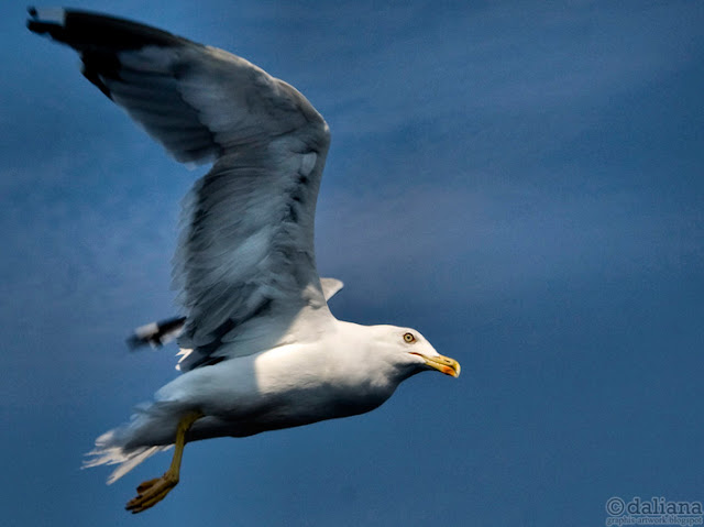Photographis: Jonathan Livingston Seagull - by Richard Bach