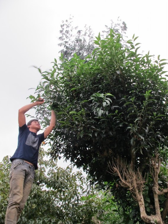 Xin chao!: Moc Chau - Paradise of Flower