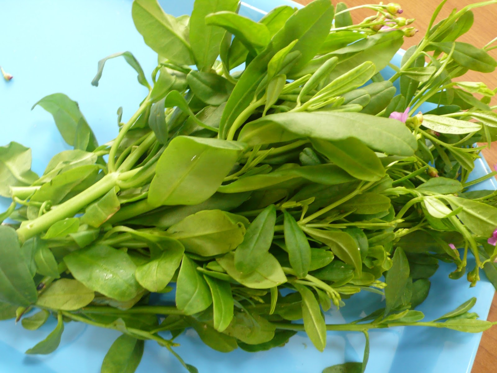 Some Leafy Vegetables and Herbs Found in Nigeria and Their Uses