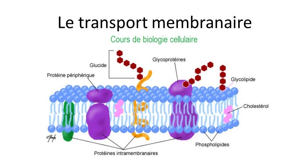 Transport membranaire cours - FSSM - SVTU Cours , TD et TP S1