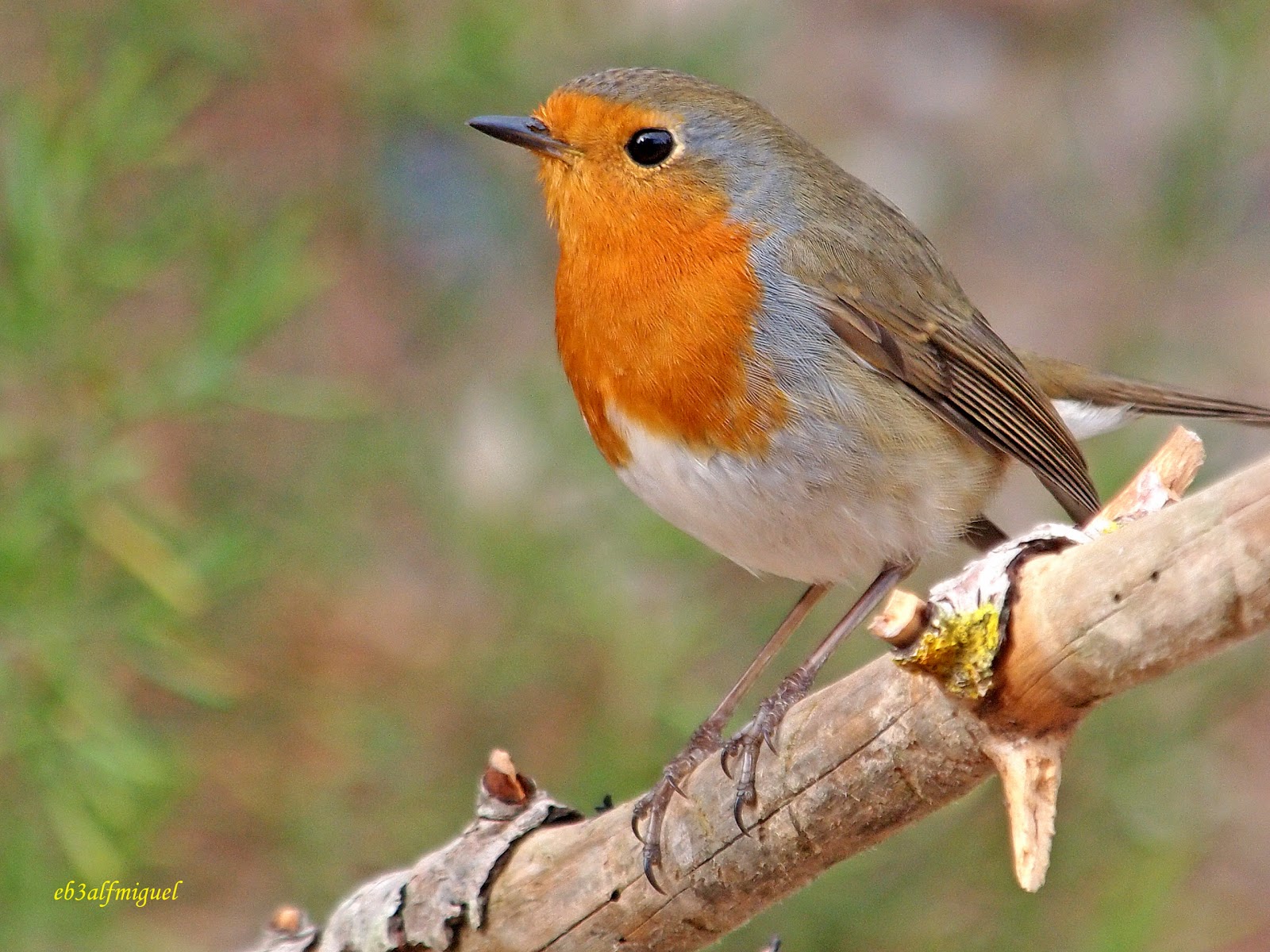 MIS AMIGAS LAS AVES: Petirrojo europeo (Erithacus rubecula)